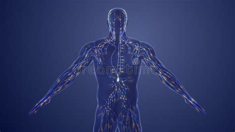 Anatomia Do Sistema Linfático Humano Em 3d Filme Vídeo de médico