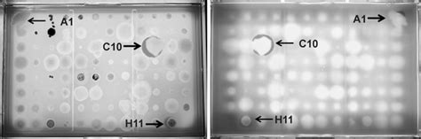 Zone Of Inhibition Assay Of A 96 Colony Array Of Wild Type Bacteria