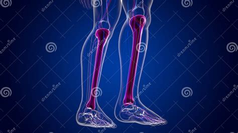Human Skeleton Anatomy Tibia Bone 3d Rendering Stock Illustration