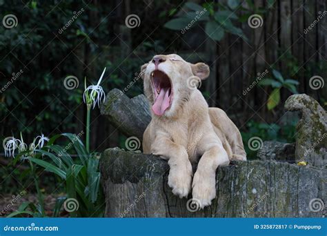 The Female Fat Lion Is Rest Under Tree In Garden Stock Image Image Of