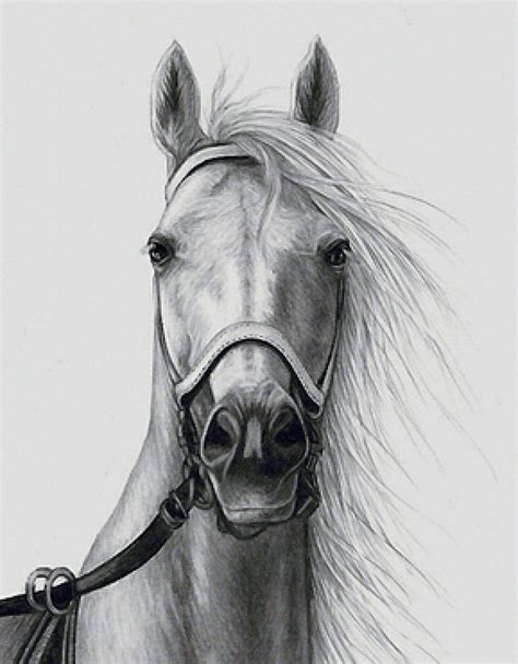 Лошадь рисунок 56 фото