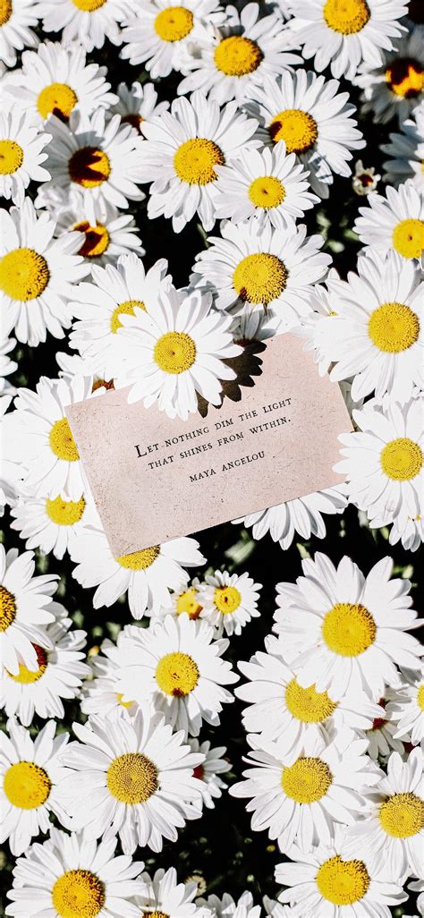 20 Excellent Daisy Flower Wallpaper Aesthetic You Can Save It At No