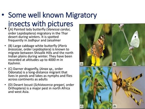Insect Migration And Displacement Pptx Birdwatching Hobbies