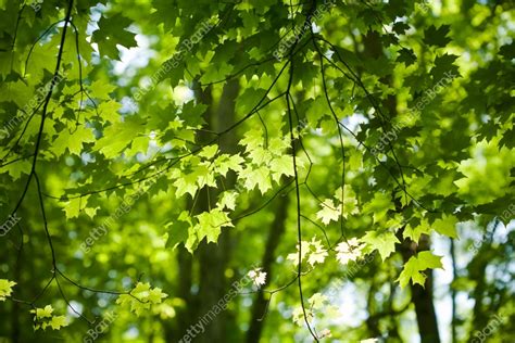 Leaf Canopy 이미지 152029901 게티이미지뱅크