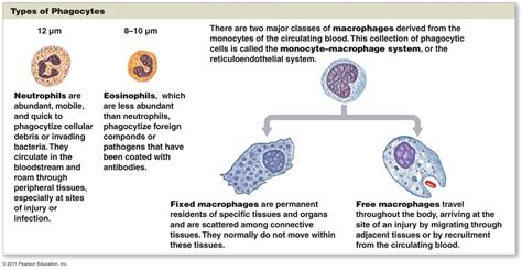 Phagocyte Diagram Labeled