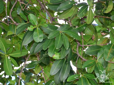 สารภี Mammea Siamensis Tanderson ข้อมูลพันธุ์ไม้