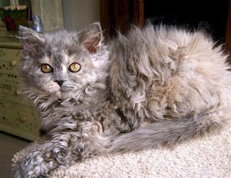 Feline 411 Meet The Curly Haired Cat Breeds Cat Breeds Pets Cats