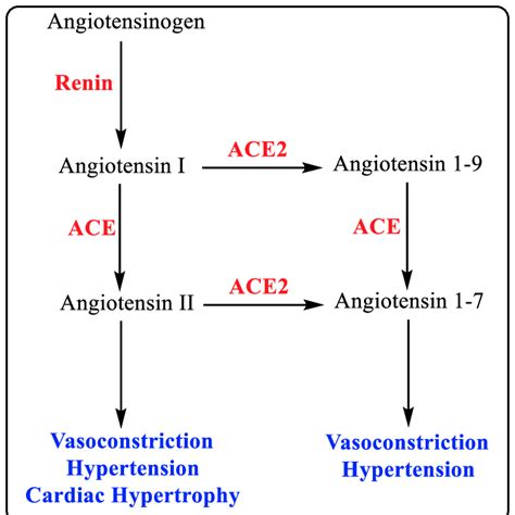 Reaction Catalyzed By Angiotensin Converting Enzyme Ace Download