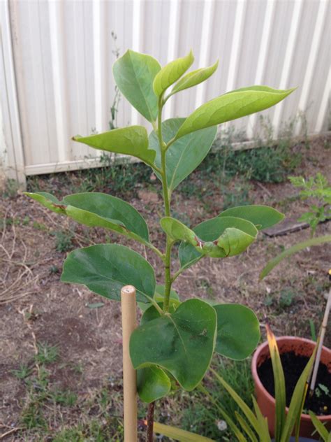 Persimmon Fuyu Non Astringent Tree Diospyros Kaki