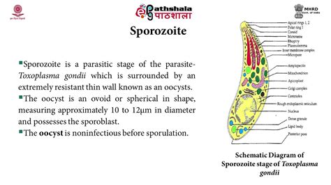 Toxoplasma Gondii Morphology