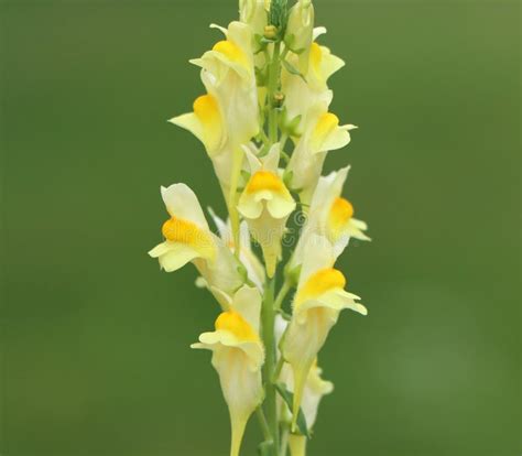 Linaria Vulgaris Common Toadflax Stock Image Image Of Brideweed Nature 331970697