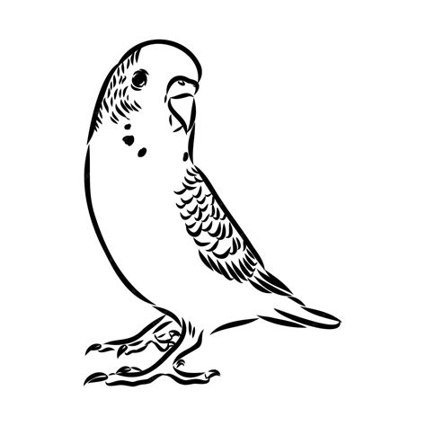 Premium Vector A Cute Budgie Sits On A Perch Vector Sketch