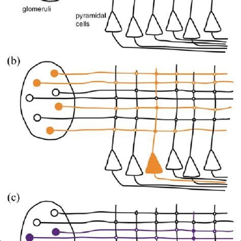 Pyramidal Neurons In The Piriform Cortex Associate Patterns Of Mitral Download Scientific