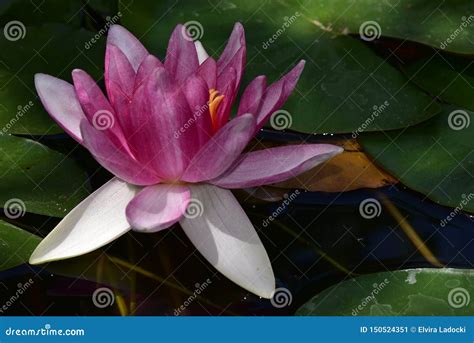 Beautiful Colorful Water Lilly Close Up In The Sunshine Stock Image