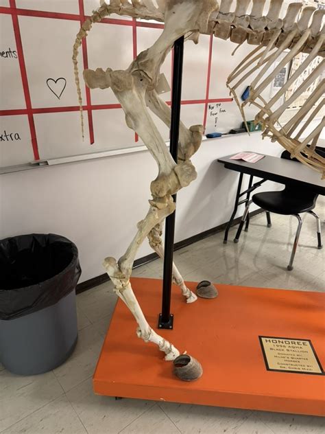 Diagram Of Anatomy Hind Leg Quizlet