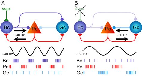 Schematic Illustration Of The Gamma Generating Ec Microcircuit
