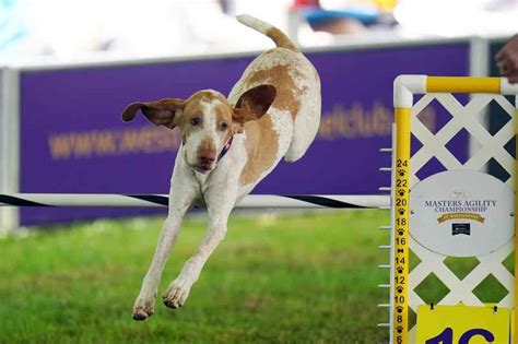 American Kennel Club Announces New Breed