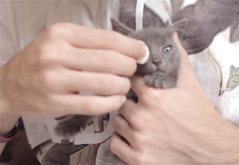 Cómo limpiar los ojos de un gato con manzanilla VÍDEO