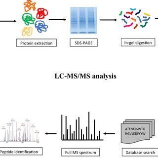 Schematic Diagram Showing The Brief Procedure Of LCMS MS For Protein