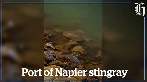Resident Stingray Delights Security Guards Nz Herald