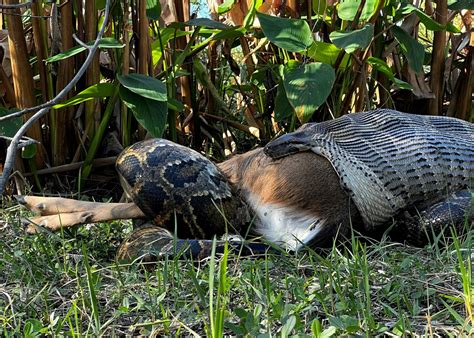 Scientists Photograph Giant Python Swallowing A Full Sized Whitetail