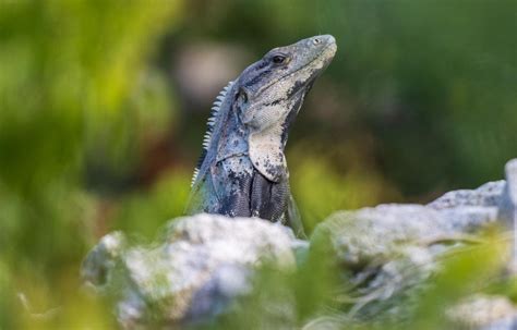 The 3 Invasive Iguanas In Florida Guide With Pictures And Facts