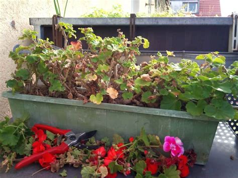 Geranien überwintern So überleben Pelargonien den Winter