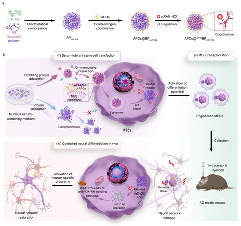 Nature Communications 药学院周建平 丁杨 张华清团队发表干细胞转染新技术促进ad神经元分化治疗的研究成果