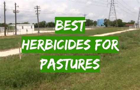 Top 5 Best Herbicides For Pastures 2020 Review Grass Killer