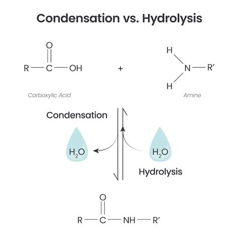 Hydrolysis