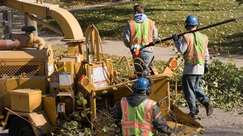What Should You Know About Safety When Tree Trimming