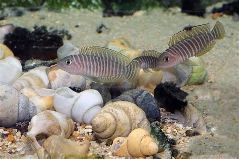 Lamprologus Similis