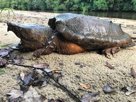 ‘most Impressive Alligator Snapping Turtle Is Still One Of Alabamas