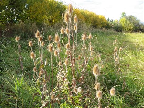Monthly Weed Post April 2023 Msu Extension Invasive Plants Montana