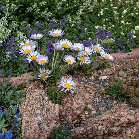 The Easter Daisy Aka Townsends Daisy The Xeric Garden