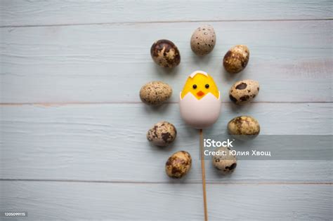 나무 배경에 장난감 닭고기와 메추라기 계란 상단보기 부활절 개념입니다 텍스트의 공백 복사 0명에 대한 스톡 사진 및 기타 이미지 Istock