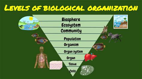 2 Diagram The Hierarchy Of Structural Levels In Biological