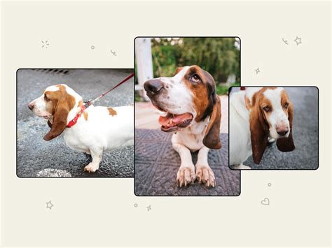How Much Exercise Does A Basset Hound Need