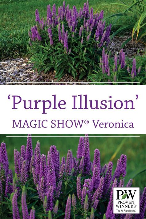 Purple Illusion Veronica Magic Show®
