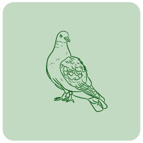 Scaccia I Piccioni Con Soluzioni Disabituanti Fai Da Te Biologiche E Sicure Ekonoreshop