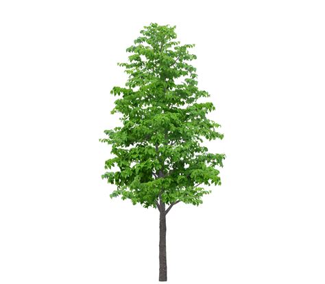 Ольха клипарт 42 фото