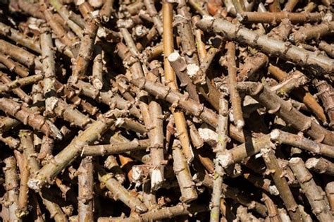 Cassava Stem Cuttings 35 Stemsbundle Nigeria