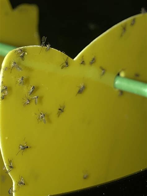 Flying Bugs In Plants R Bugidentification