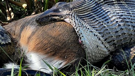 Truly Primal Watch Burmese Python Swallow Deer Whole In Florida