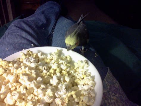 Discover 86 Cockatiel Memes And Funny Parrots Ideas Bird Care Crazy