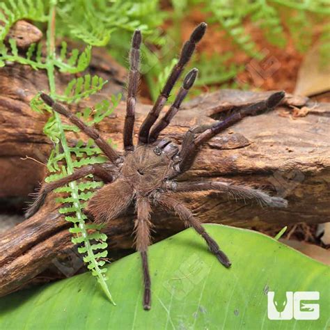 Vietnam Electric Blue Earth Tiger Tarantula Chilobrachys Sp For Sale
