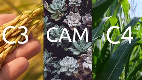 C3 C4 And Cam Photosynthesis [difference Explained] Photosynthesis
