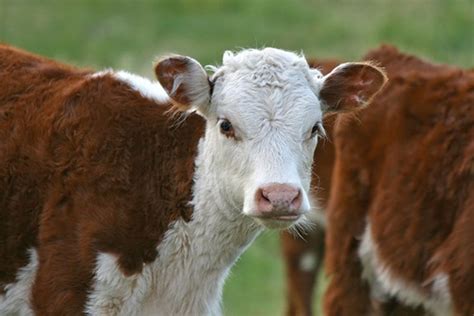 Scientists Raise Genetically Modified Cows To Alter Dairy Milk Go