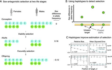 The Battle Of The Sexes In Humans Is Highly Polygenic Pnas