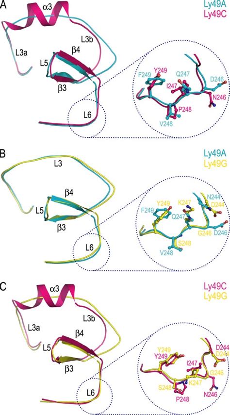 Comparison Of The Mhc Binding Sites Of Ly49 Receptors A Superposition